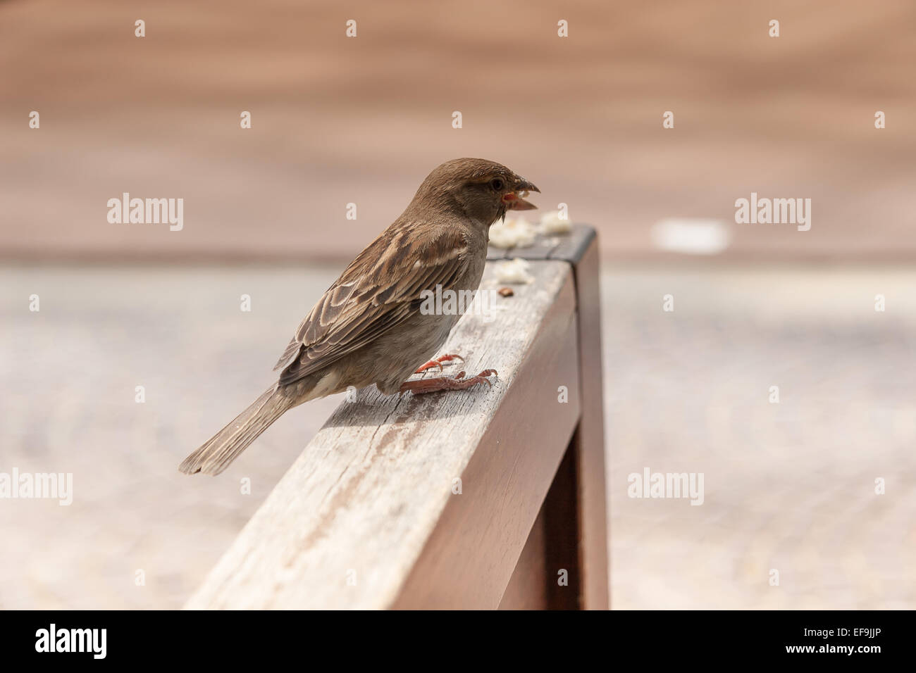 Little Brown Sparrow Stock Photo - Alamy