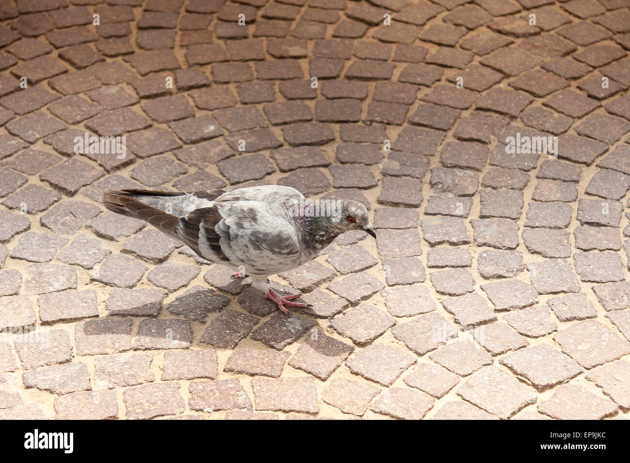 Pigeon wing hi-res stock photography and images - Alamy