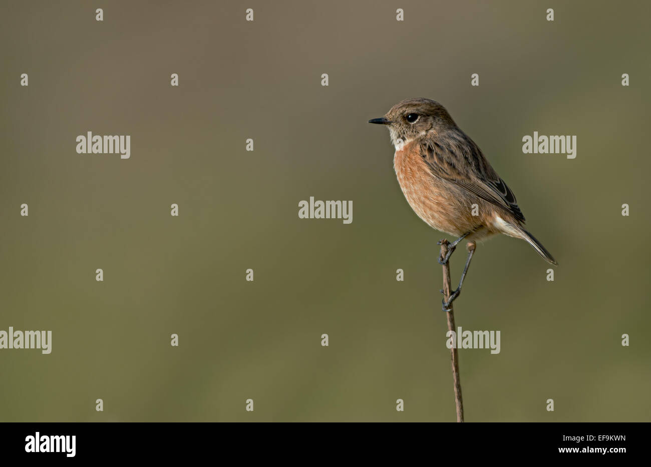 Stonechat winter hi-res stock photography and images - Alamy