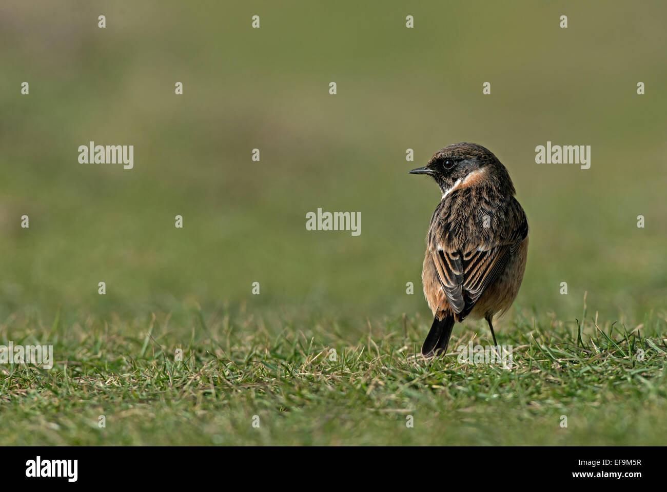 Male Stonechat-Saxicola torquata.Winter. Uk Stock Photo - Alamy