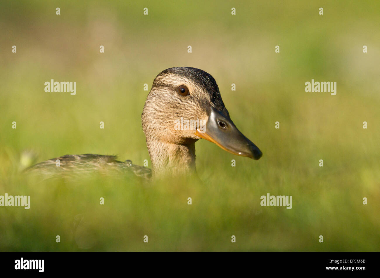 Curious duck looking camera hi-res stock photography and images - Alamy