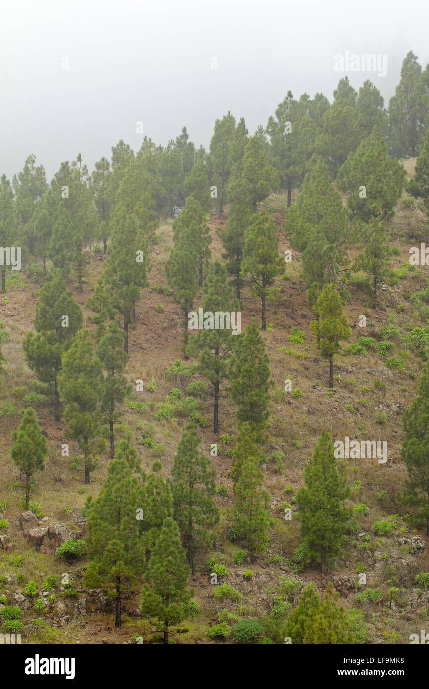 Canarian pine (Pinus canariensis) with low clouds, endemic for the ...