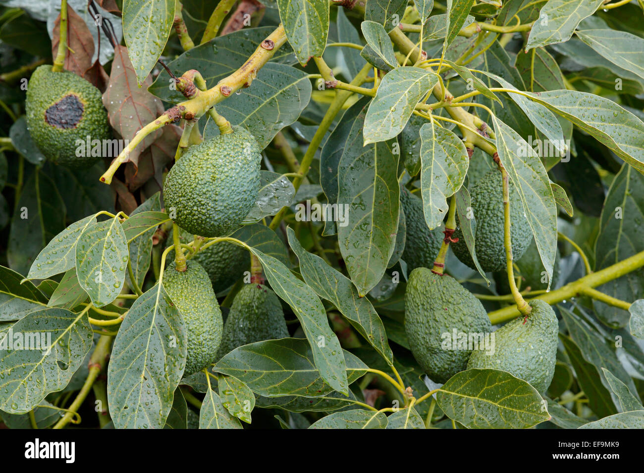 Canary islands fruit hi-res stock photography and images - Alamy