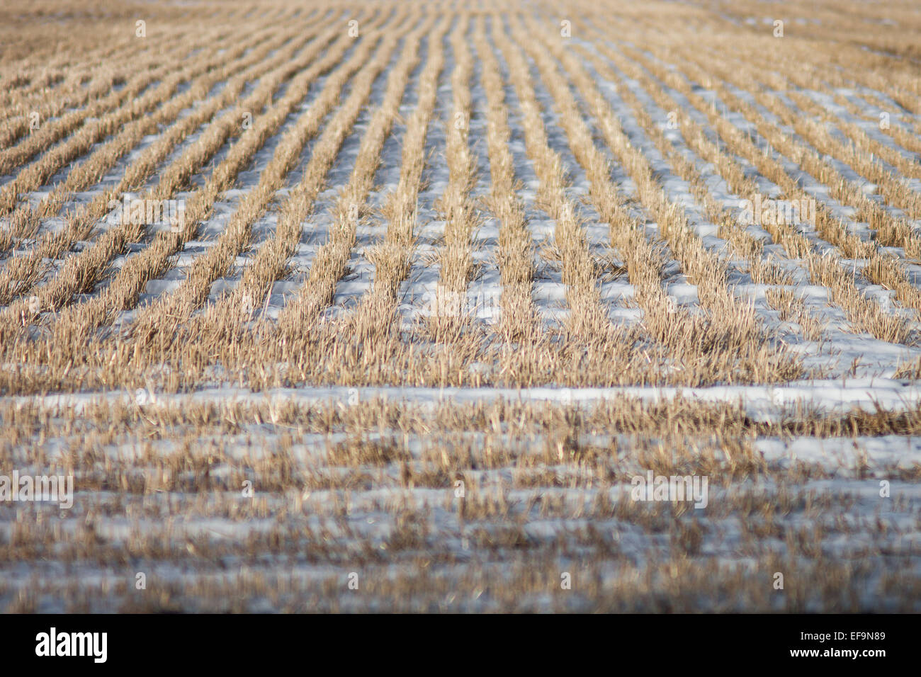 wheat field in winter in Canada Stock Photo - Alamy