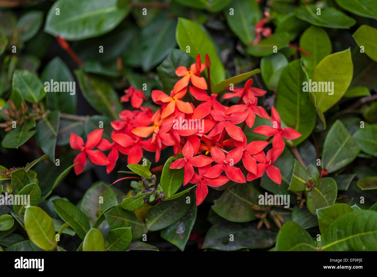 Ixora Coralillo Coccinea Stock Photo - Alamy
