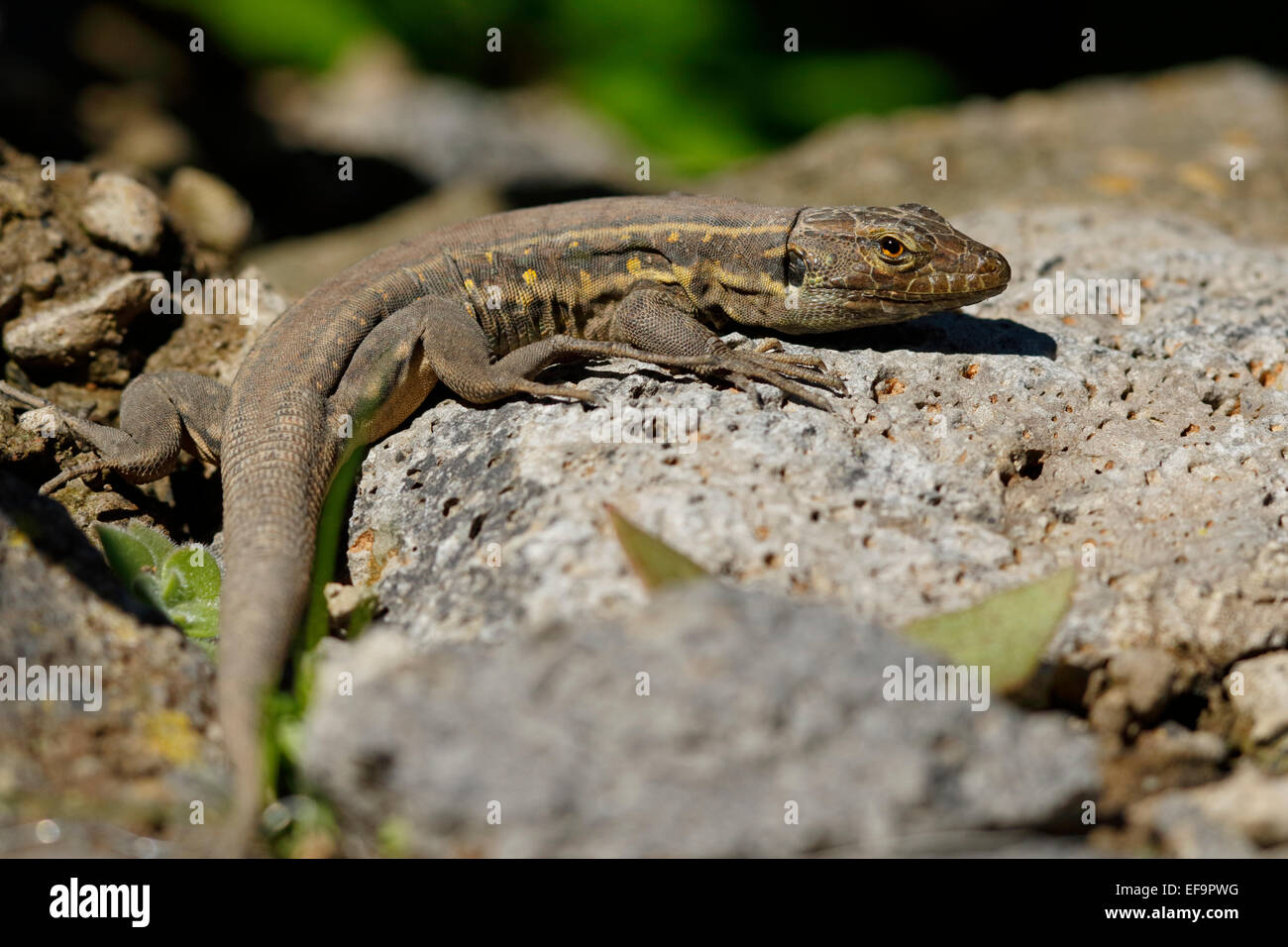 Northern Tenerife Lizard (Gallotia galloti eisentrauti Stock Photo - Alamy