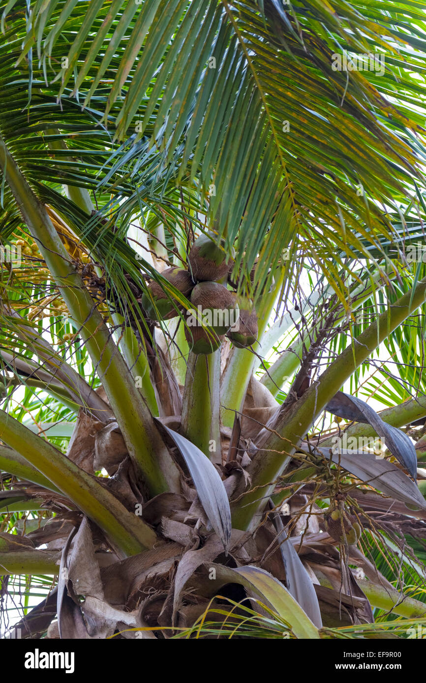 Coconut palm cocos nucifera close up hi-res stock photography and ...