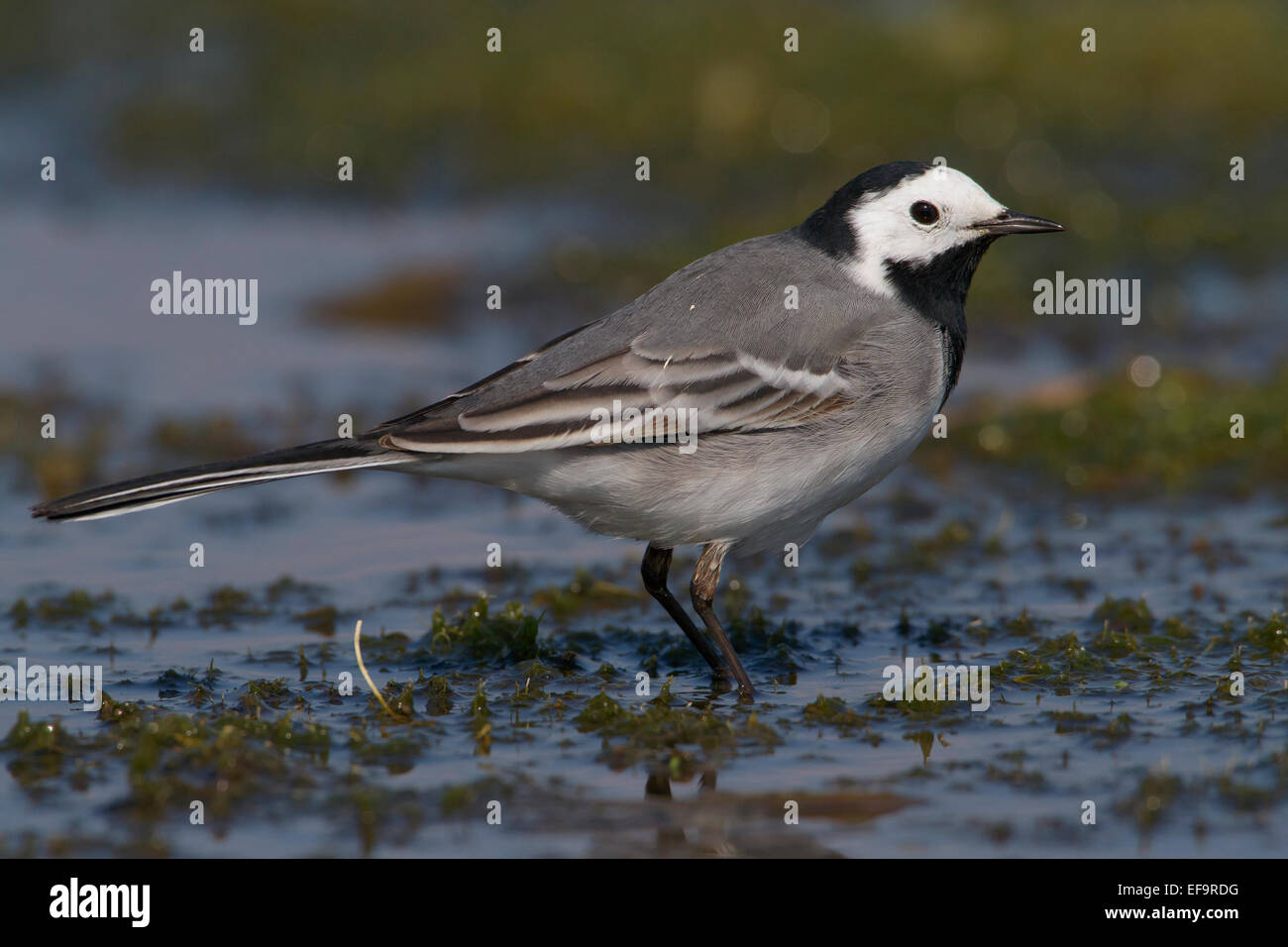 White Wagtail - Adult male Stock Photo - Alamy