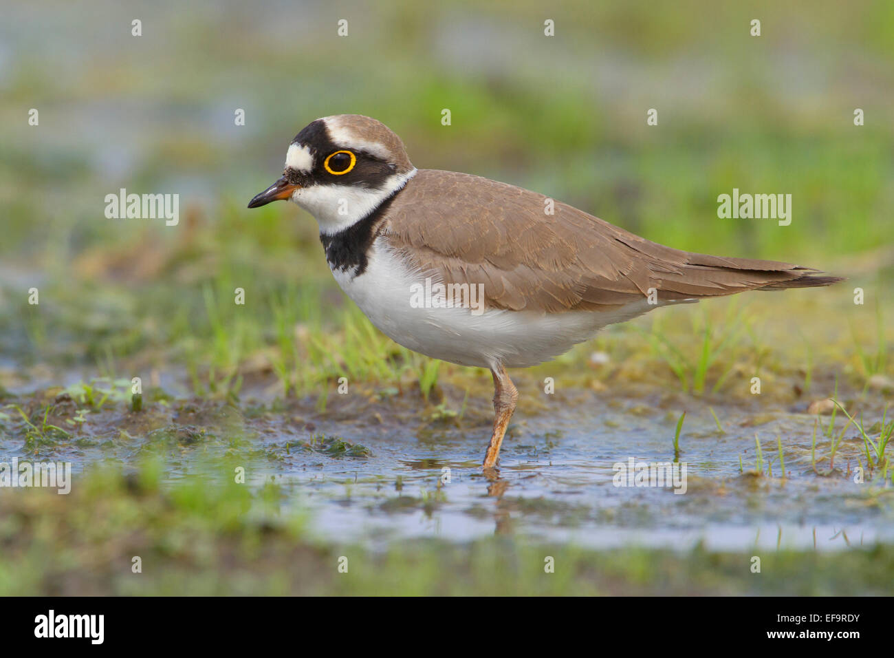 Little Ringed Plover Stock Photo - Alamy
