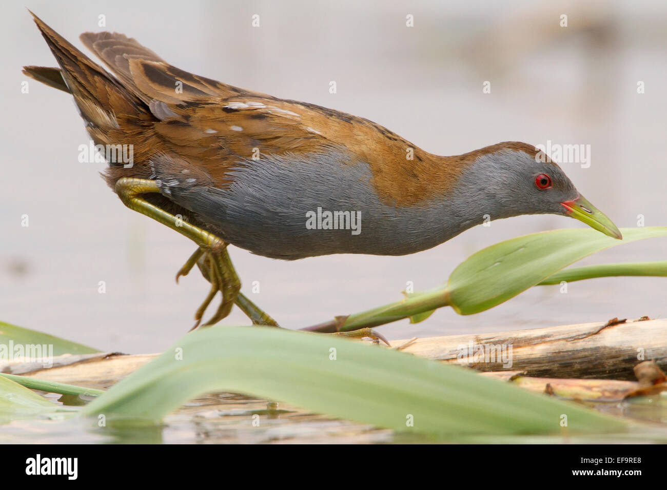 Parva hi-res stock photography and images - Alamy