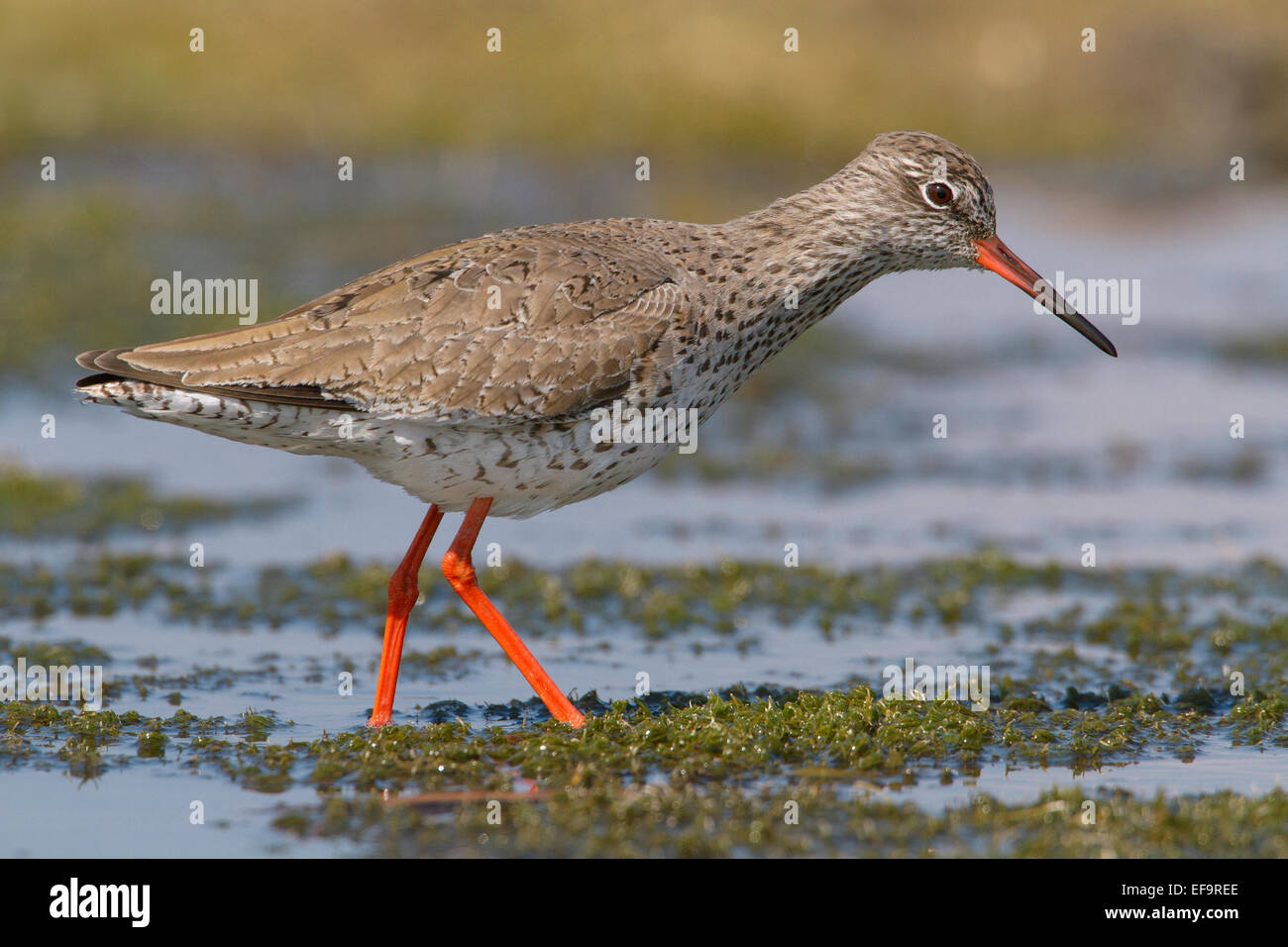 Tringa hi-res stock photography and images - Alamy