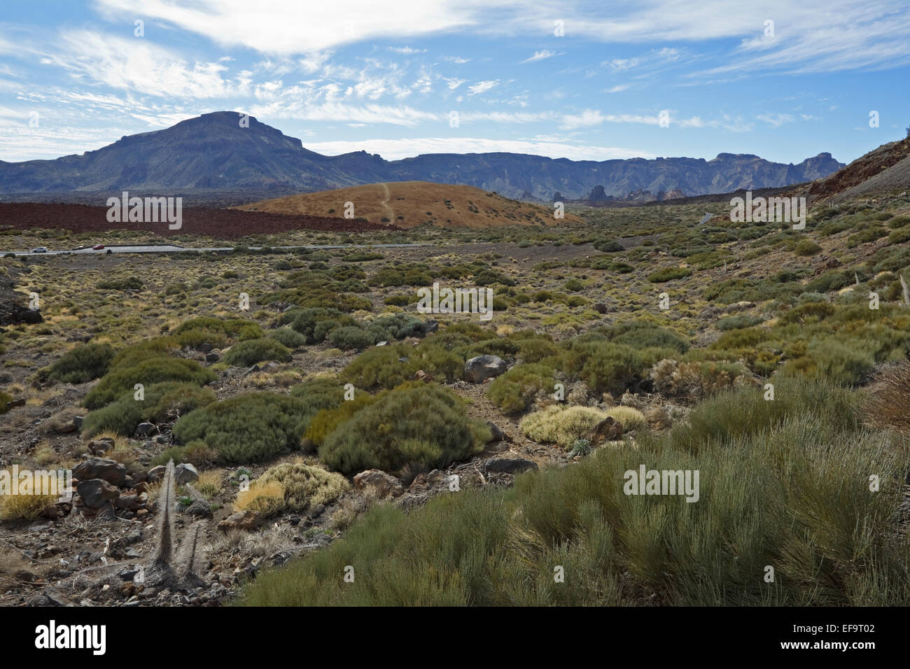 Teide broom (Spartocytisus supranubius, Spartocytisus nubigenus ...