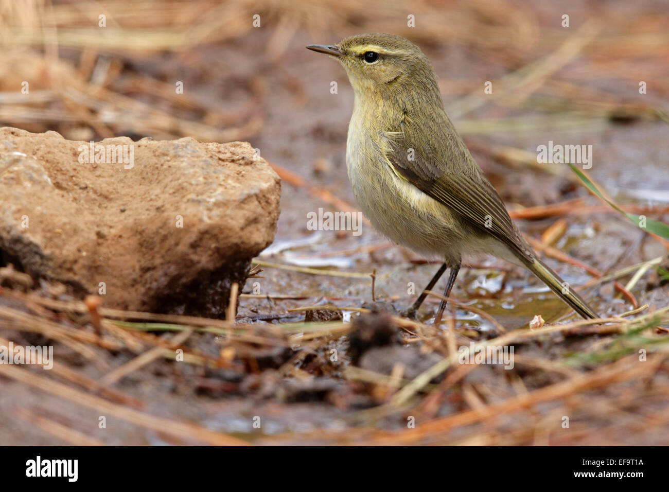 Phylloscopus canariensis canariensis hi-res stock photography and ...