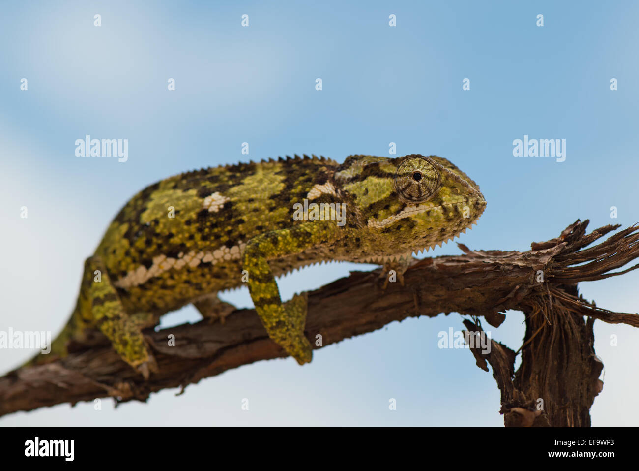 Chameleon change color hi-res stock photography and images - Alamy