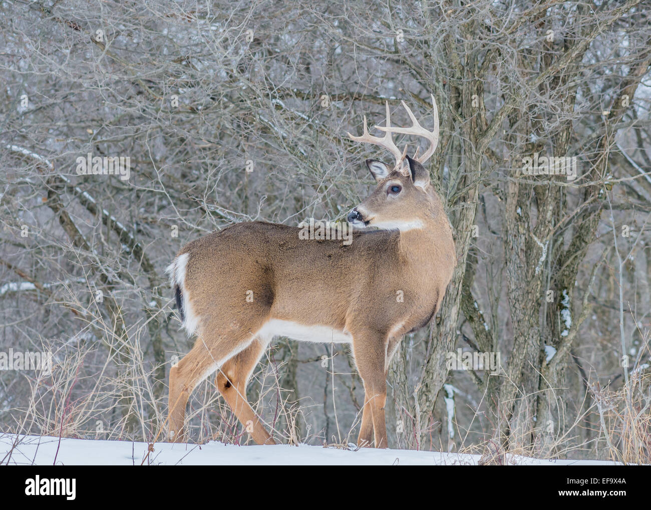 Whitetail Deer Buck standing in a woods in winter snow Stock Photo - Alamy