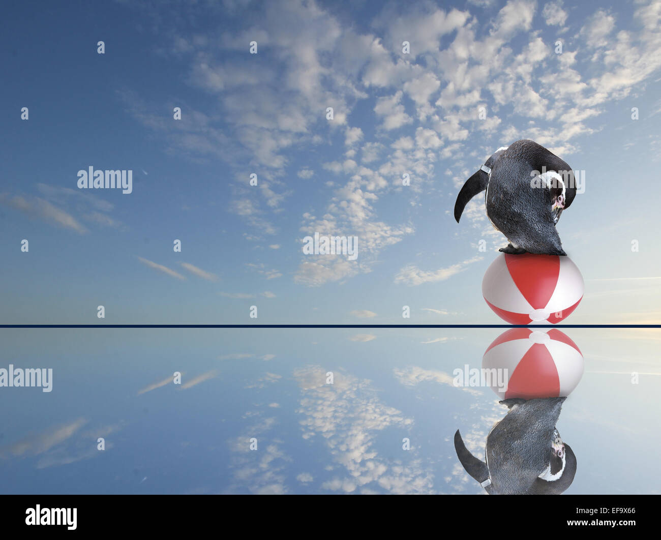 Mr Penguin loves his Ball Stock Photo - Alamy