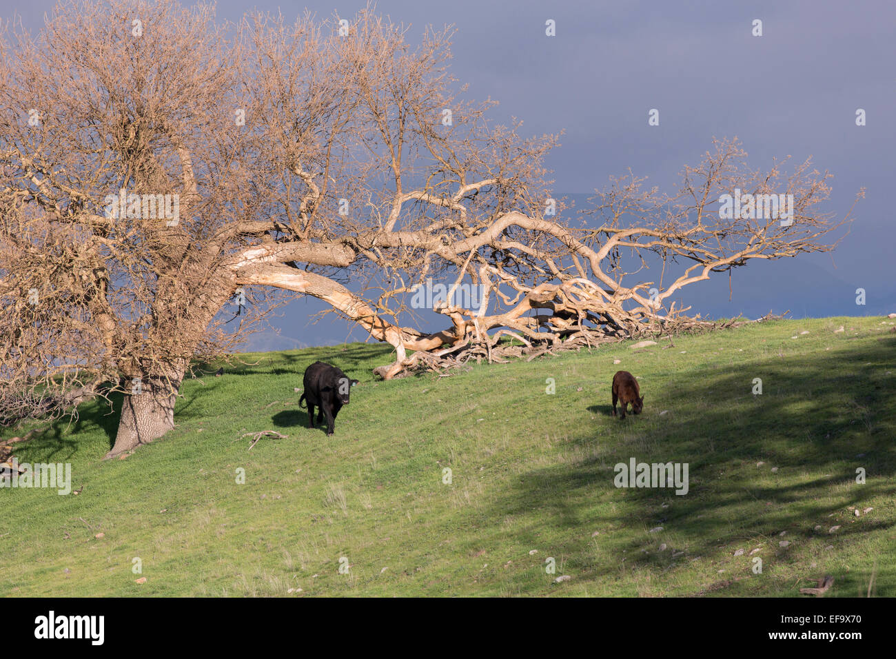 Bull walks down a green hill through the arch of a huge fallen oak ...