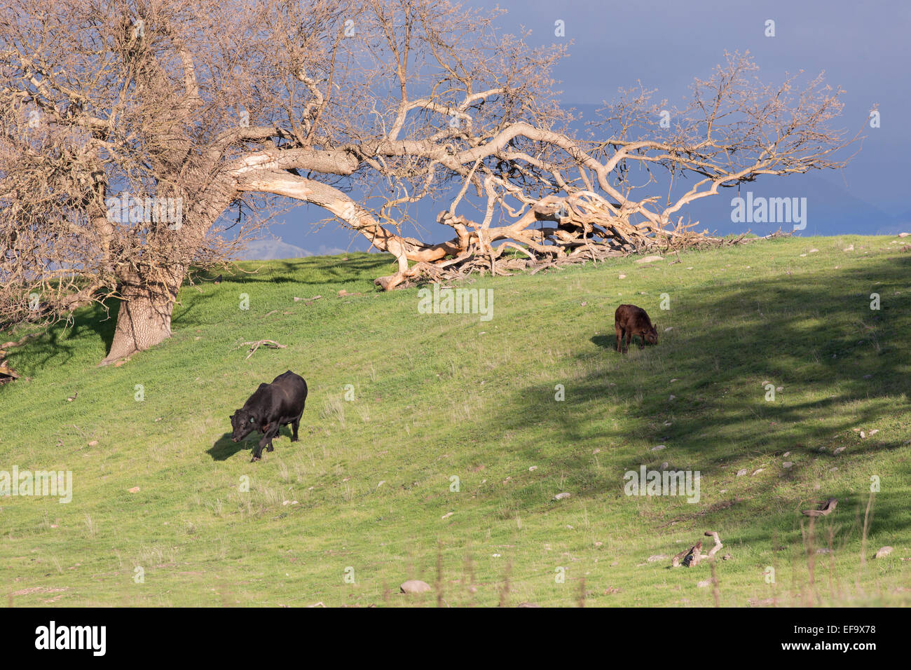 Black Angus bull and calf on a green hill with a huge oak tree in Santa ...