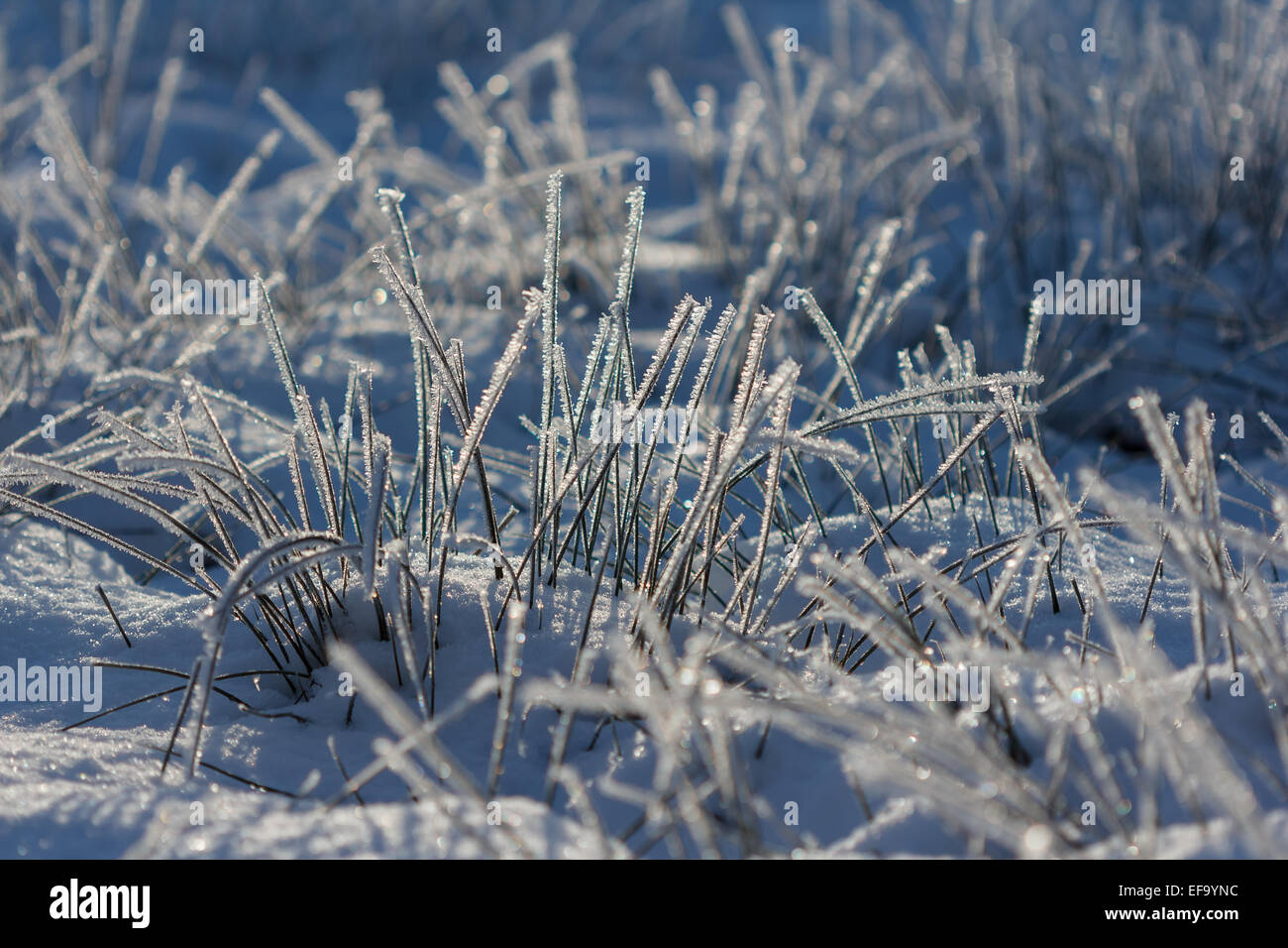 Grass covered in snow hi-res stock photography and images - Alamy