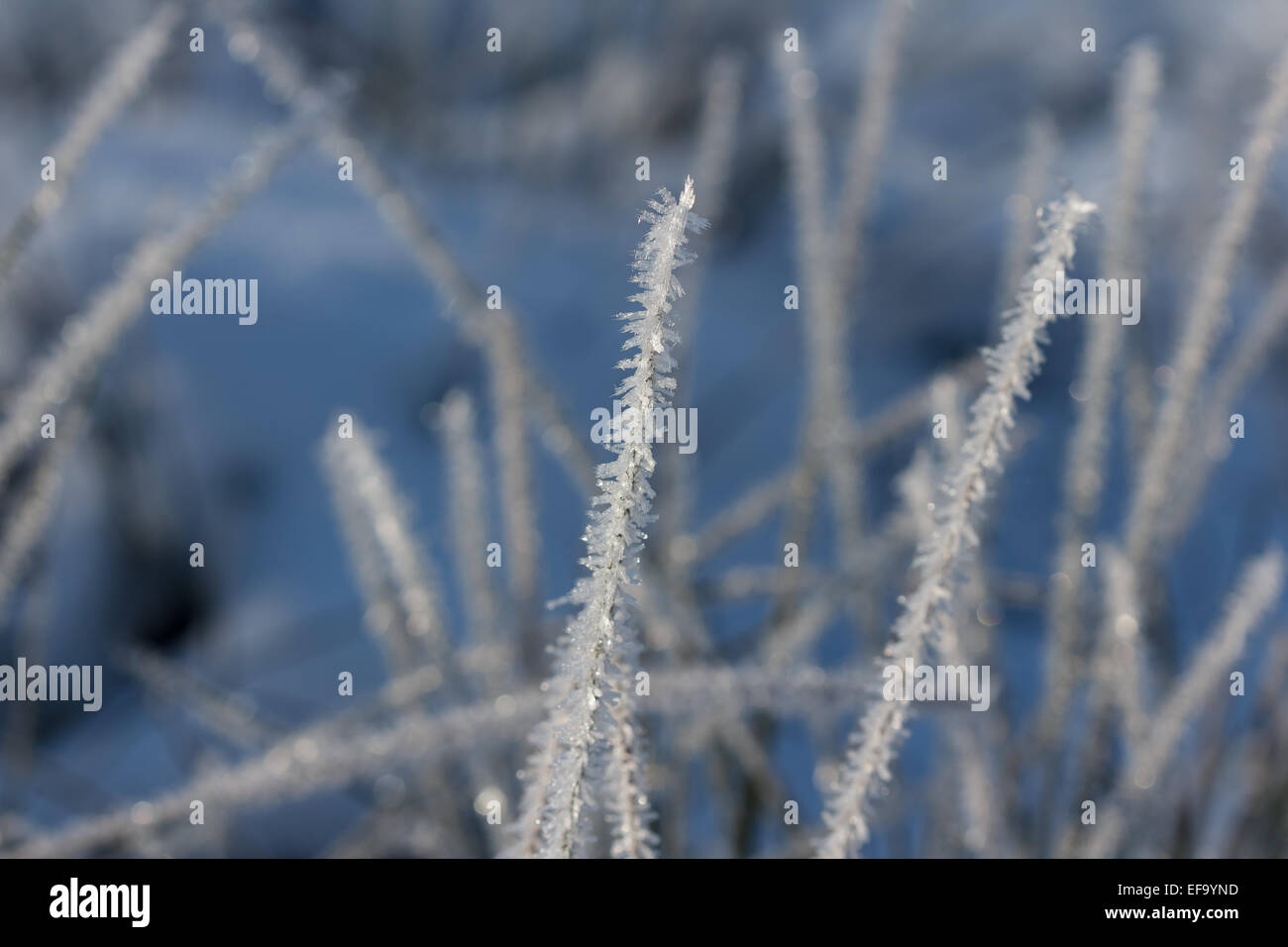 Grass covered in snow Stock Photo - Alamy