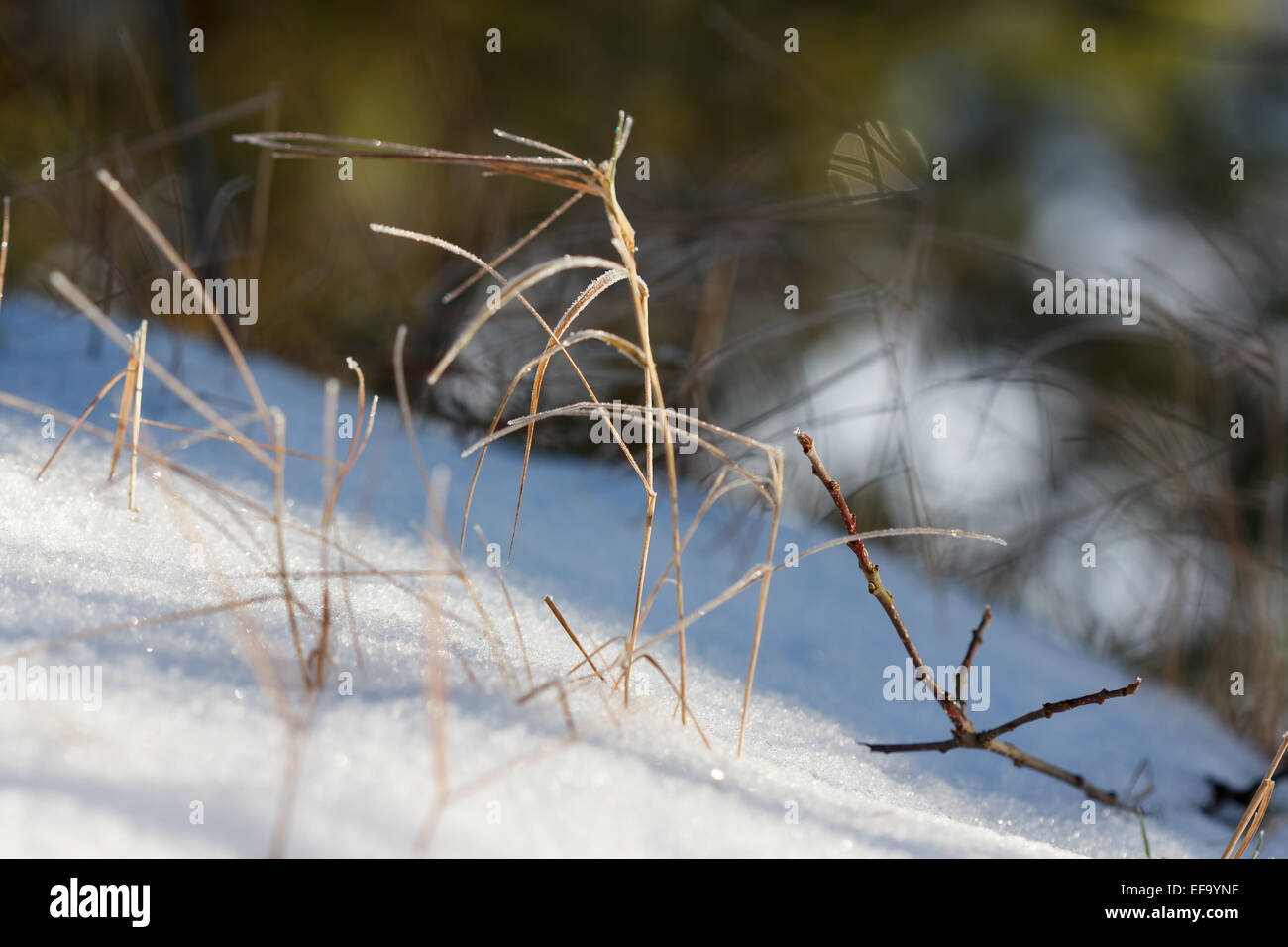 Grass in snow Stock Photo - Alamy