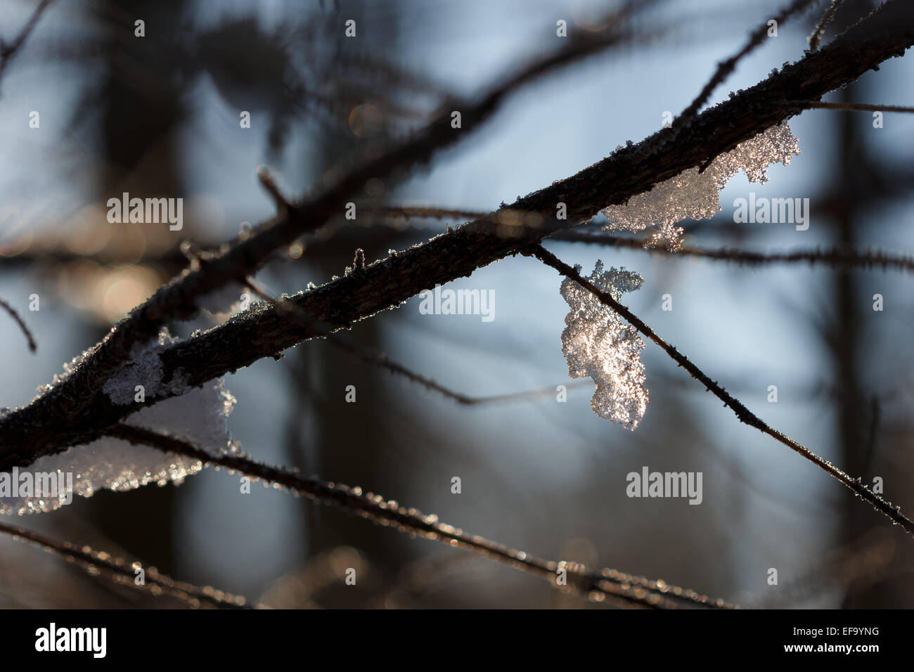 Ice and snow on a tree branch Stock Photo - Alamy