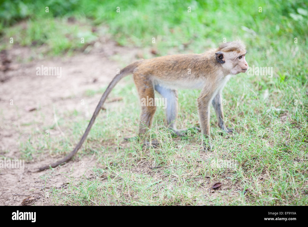 Yala national park sri lanka monkeys hi-res stock photography and ...