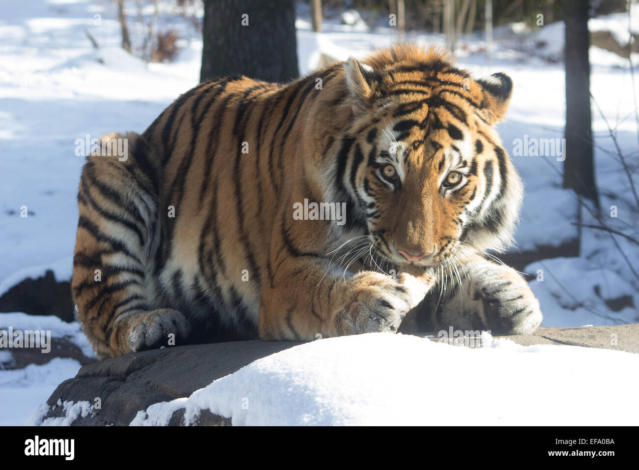 Snow Cat- a beautiful Amur tiger takes a late morning snack at the ...