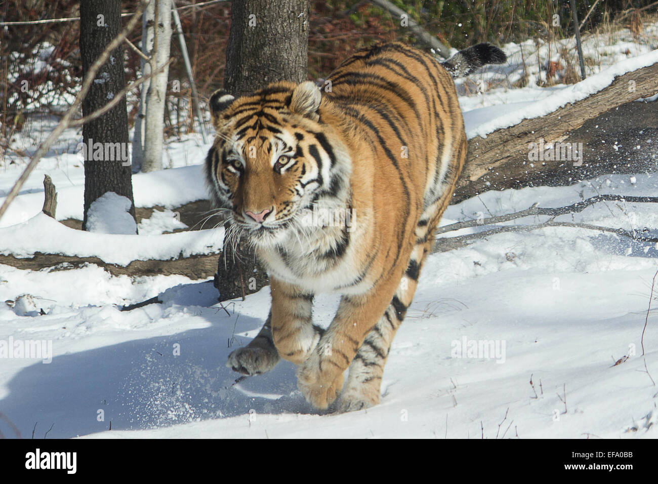 Siberian_tiger hi-res stock photography and images - Alamy