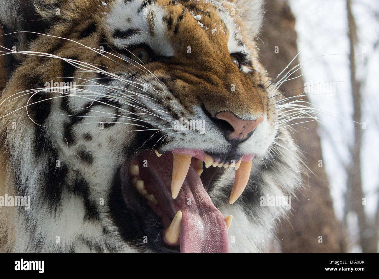 A young Siberian tiger grimaces at the cold New York weather Stock ...