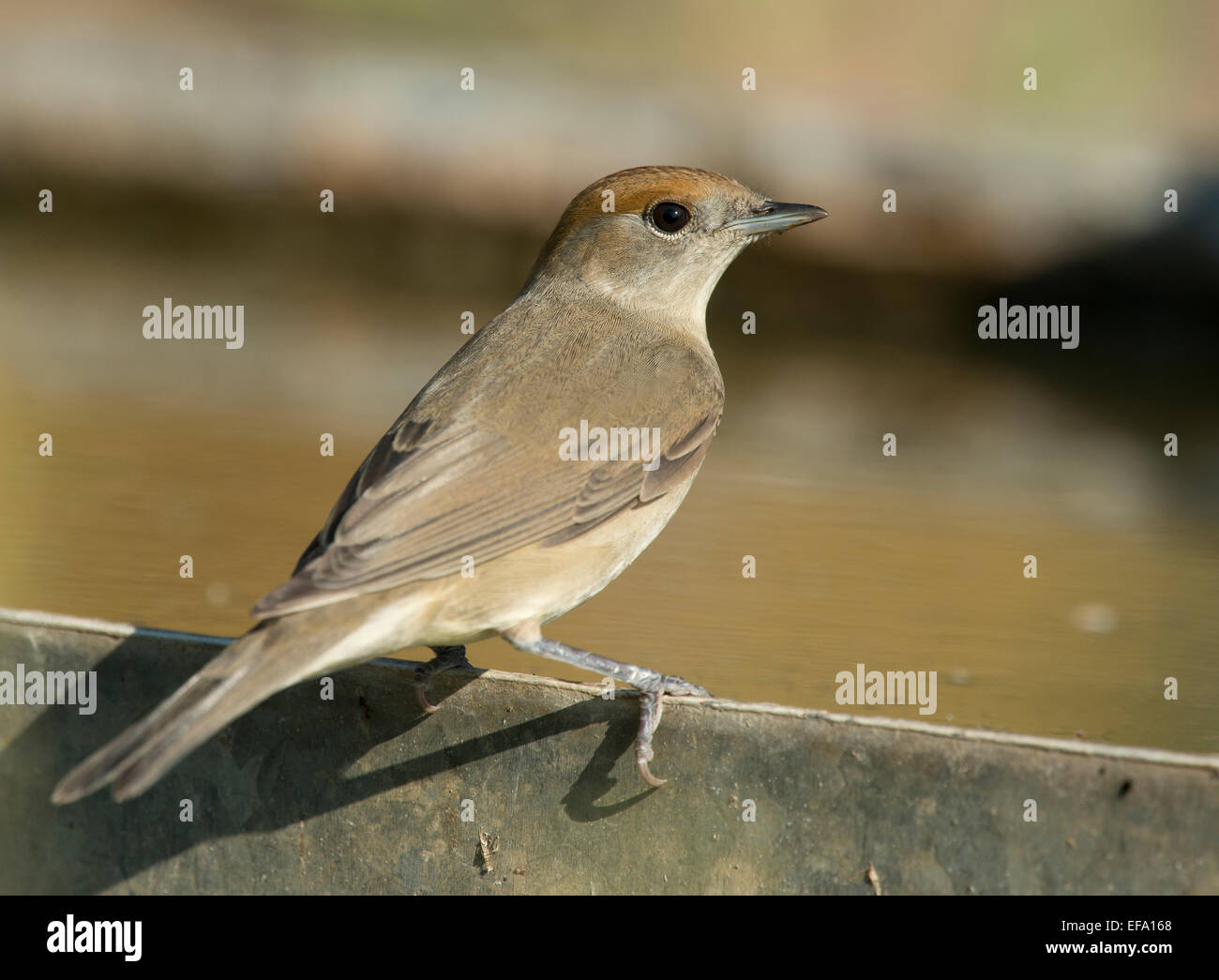 Monchsgrasmucke sylvia atricapilla hi-res stock photography and images - Alamy