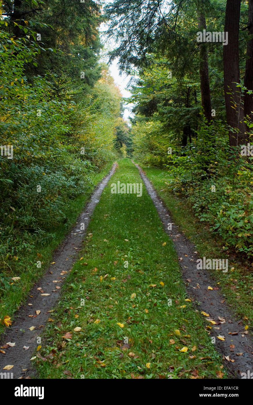 Dirt Road Through Woods High Resolution Stock Photography and Images ...