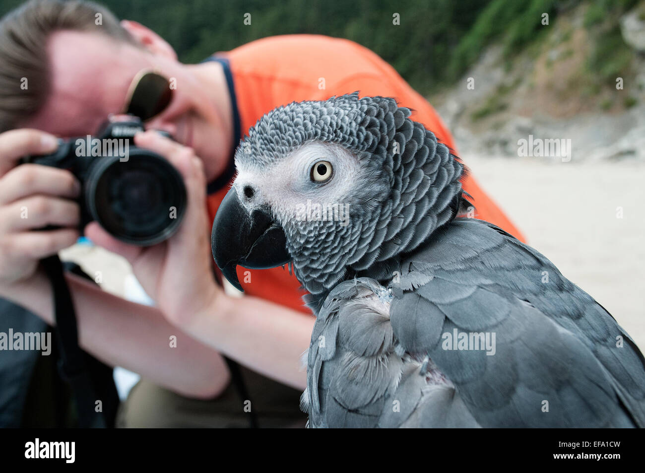 A man photographing a parrot with a Nikon camera Stock Photo - Alamy