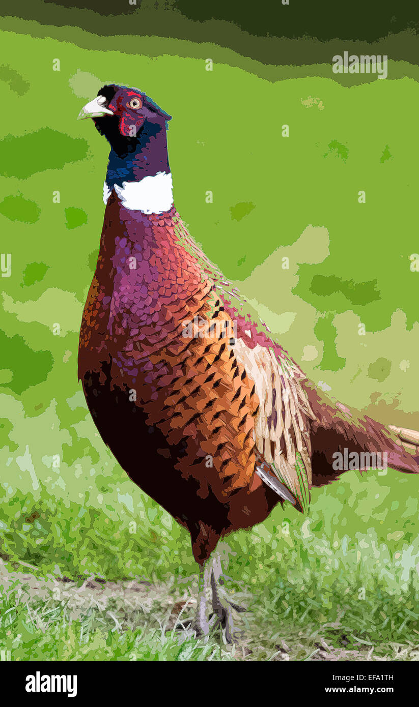 A poster style interpretation of a male Pheasant, England, UK Stock ...