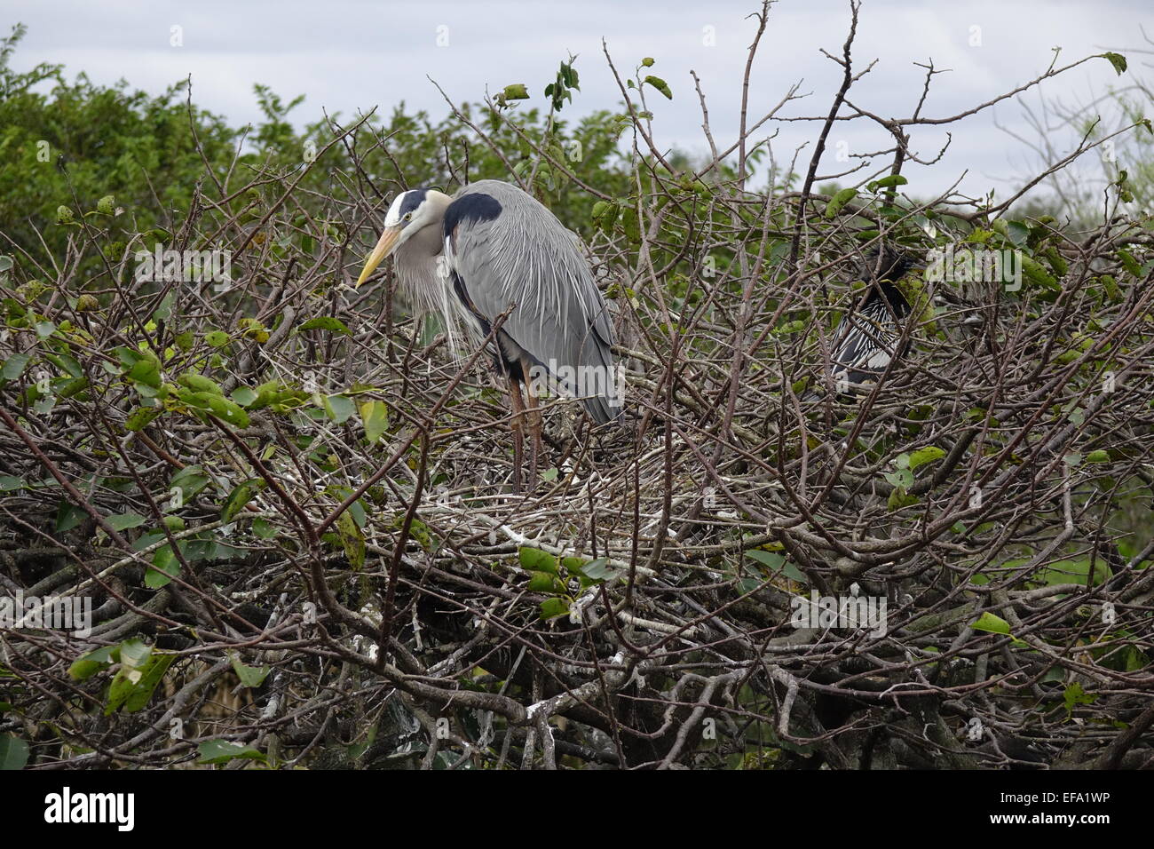 Great blue heron nesting at Wakodahatchee Wetlands, Delray Beach, Palm ...