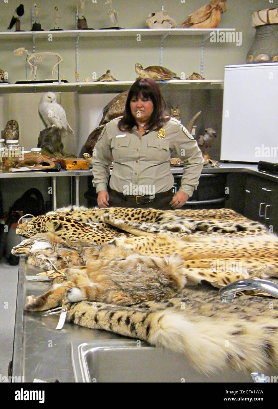 A Fish and Wildlife officer looks at a variety of big cat skins and ...