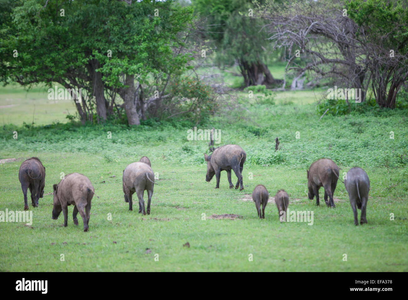 Sus scrofa affinis hi-res stock photography and images - Alamy