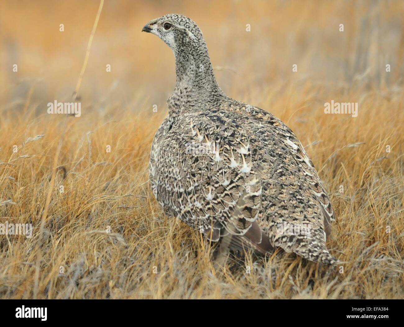 A Greater Sage Grouse in winter at Seedskadee National Wildlife Refuge ...