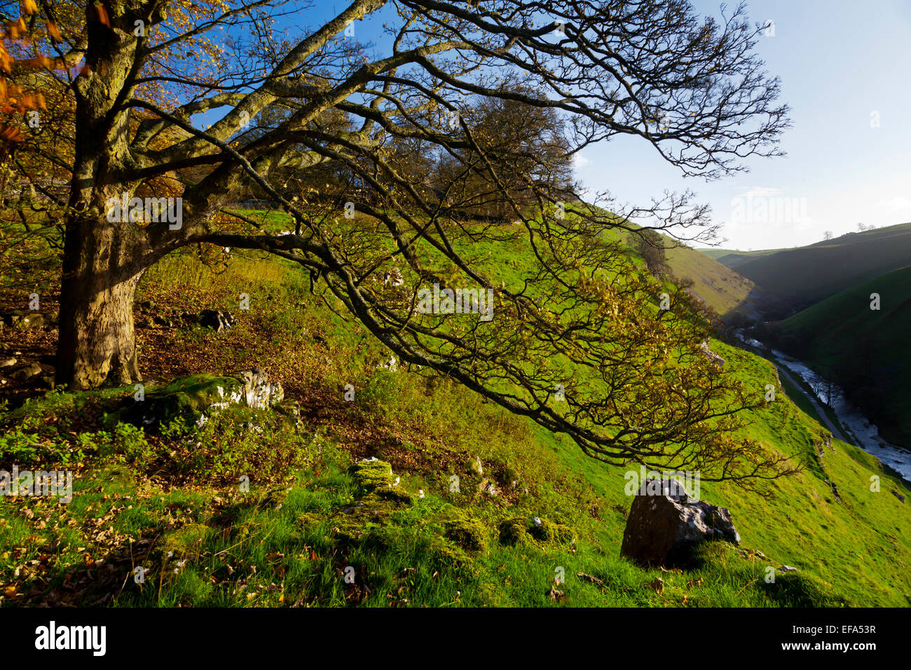 Limestone scenery at Wolfscote Dale near Hartington in White Peak area ...