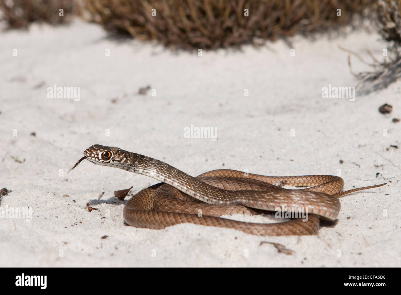 Scrub ecology hi-res stock photography and images - Alamy