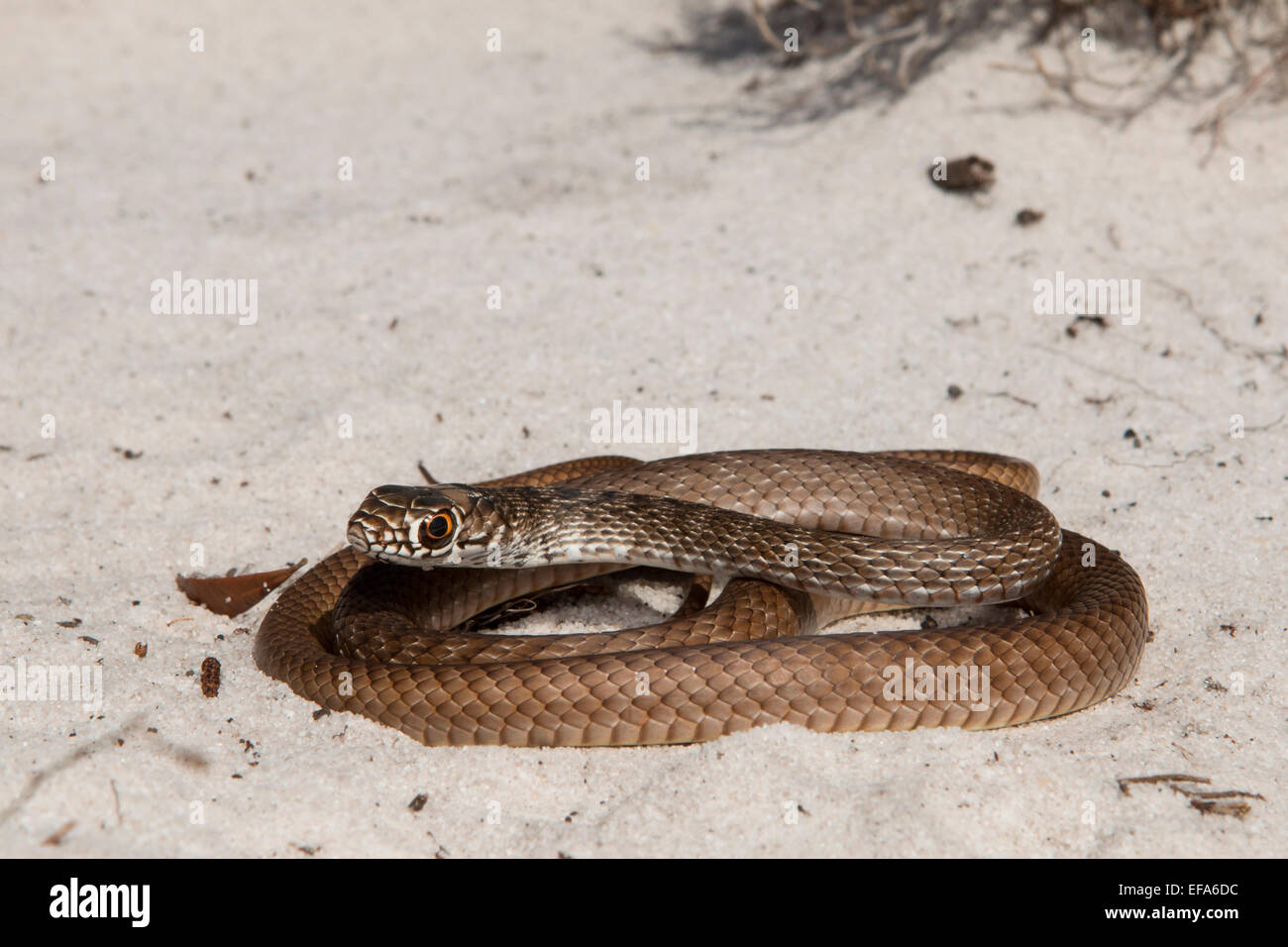 Young eastern coachwhip in scrub habitat - Maticophis flagellum Stock ...