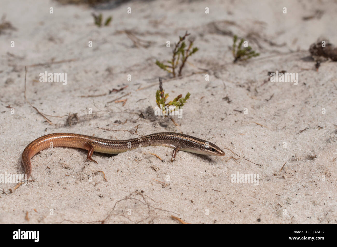 Blue-tailed mole skink - Plestiodon egregius lividus Stock Photo - Alamy