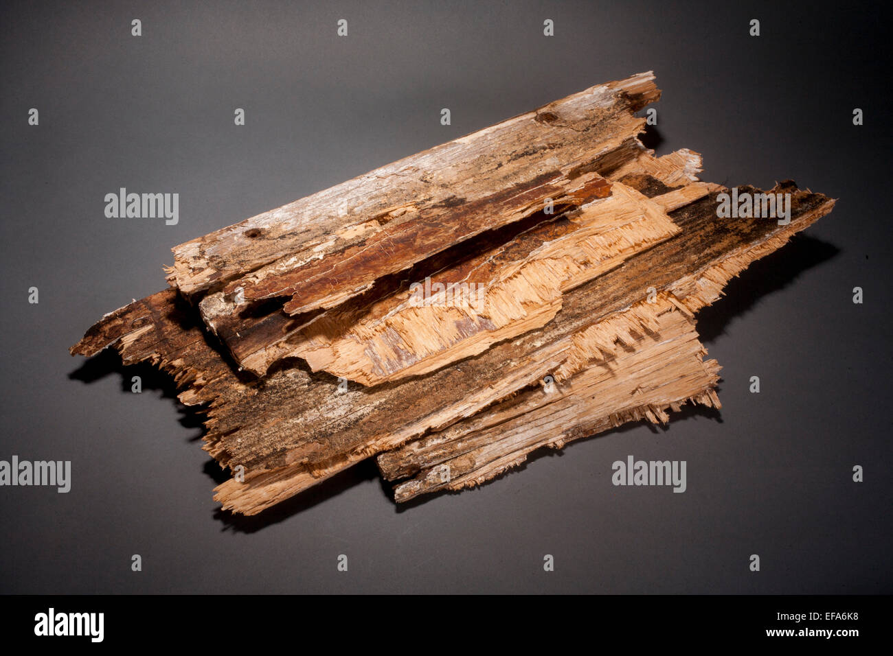 Rotten wood from an old building roof shows signs of fungus infestation ...