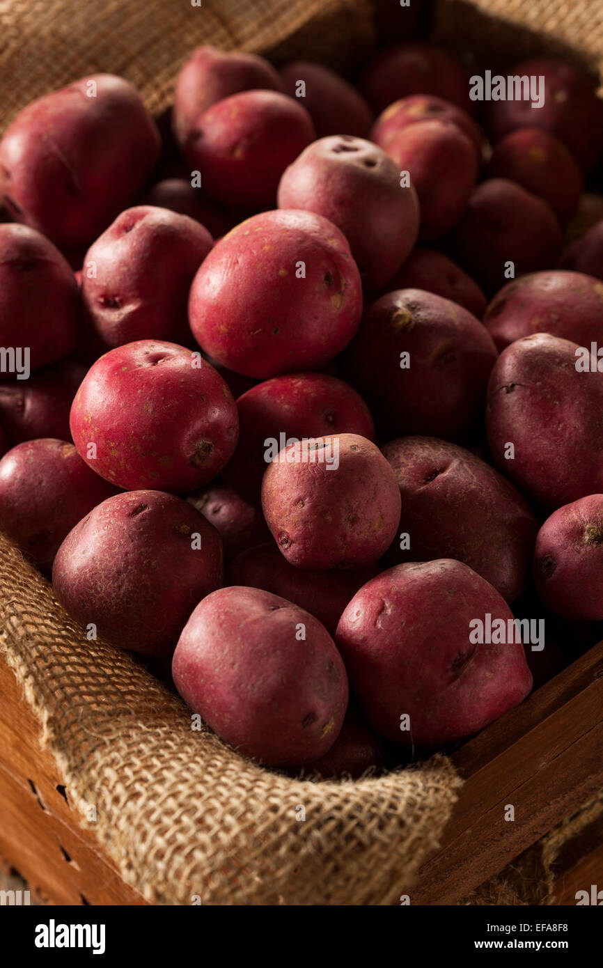 Organic Raw Red Potatoes in a Basket Stock Photo - Alamy