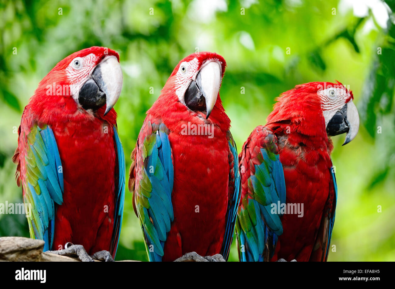 Colorful Macaw, Greenwinged Macaw aviary, standing on the log Stock ...