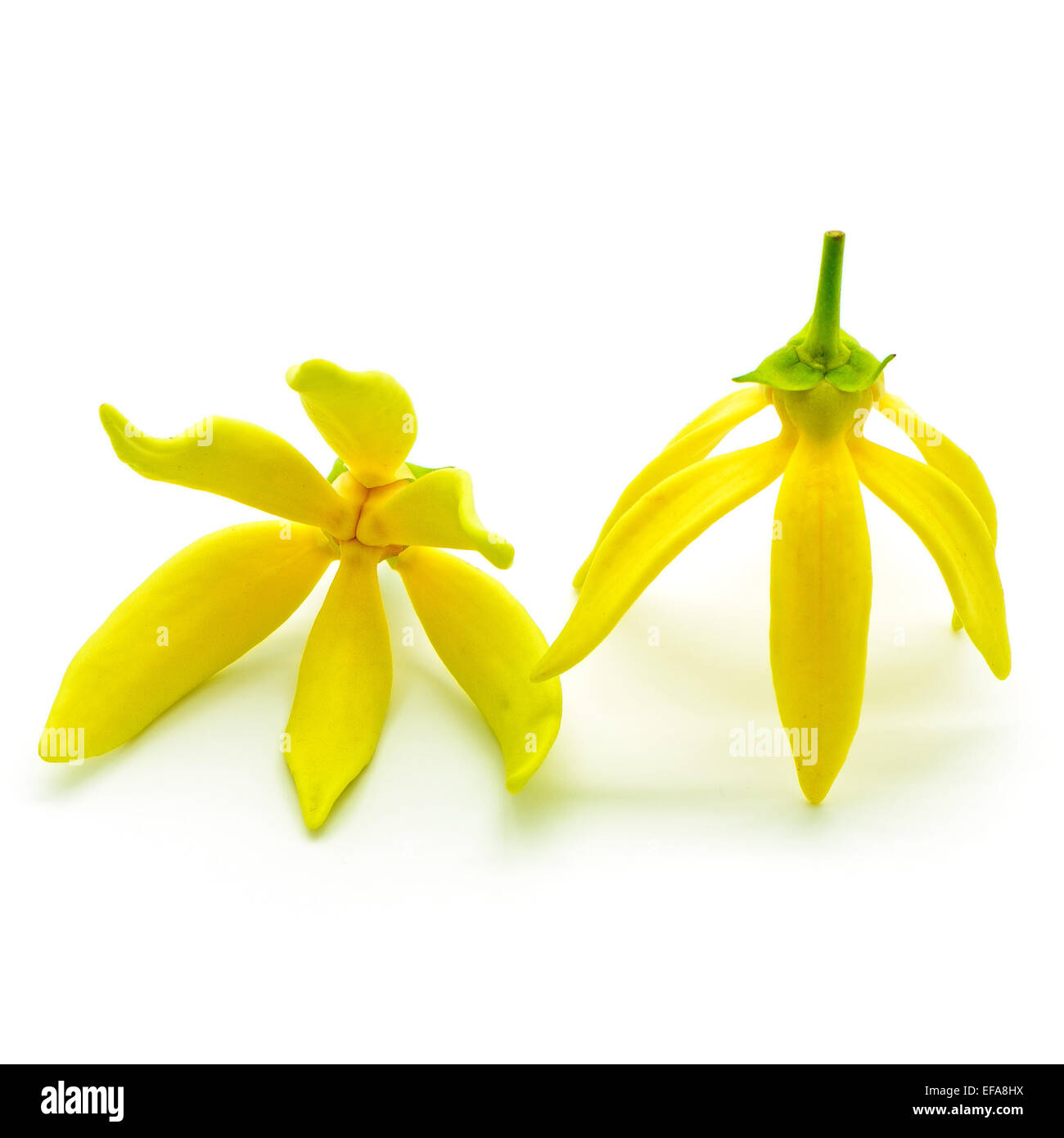 Ylang Ylang Flower
