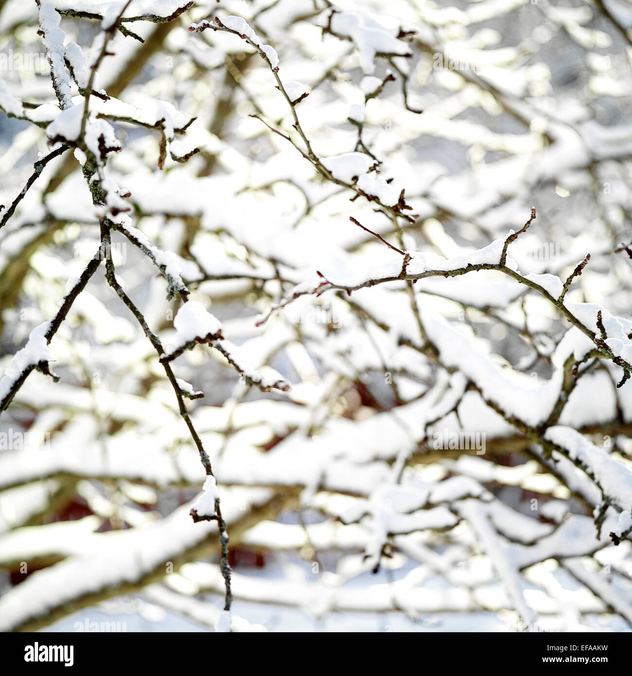 Tree under snow hi-res stock photography and images - Alamy