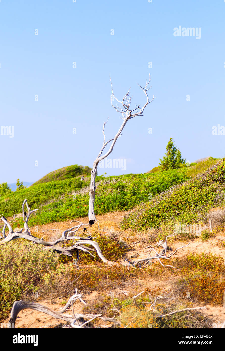Desert green bushes hi-res stock photography and images - Alamy
