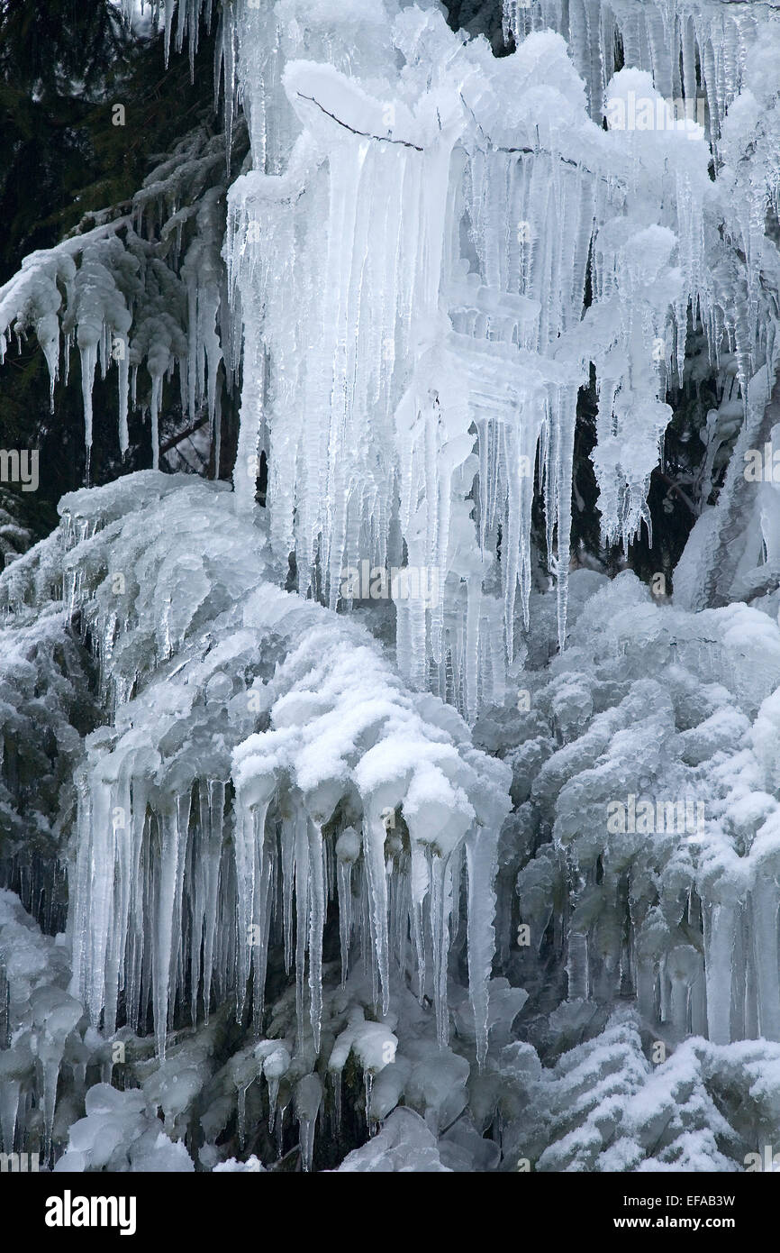 Icy tree with long icicles, Black Forest, Baden-Württemberg, Germany ...