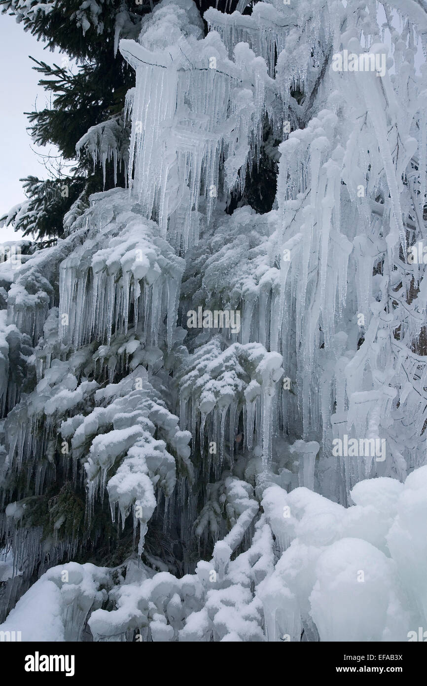 Icy tree with long icicles, Black Forest, Baden-Württemberg, Germany ...